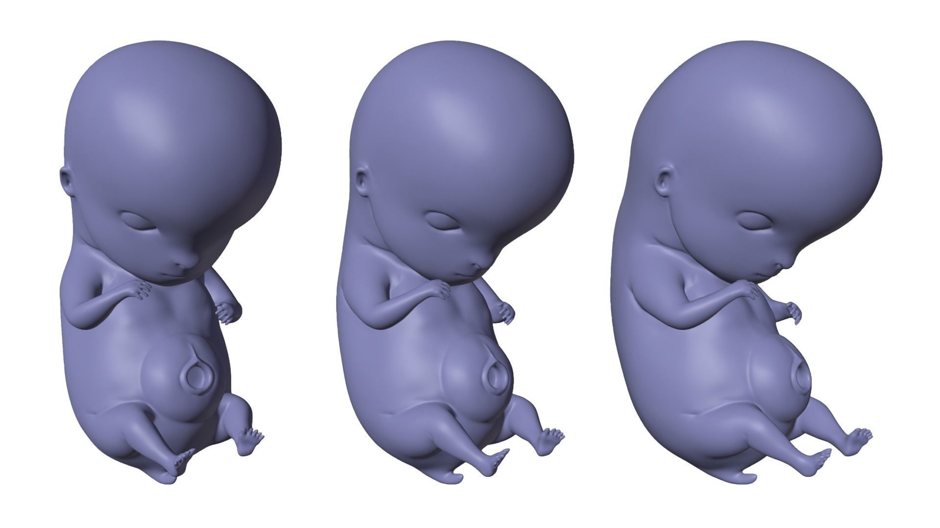 Fetal Development Stages - Human embryonic 3D model | CGTrader