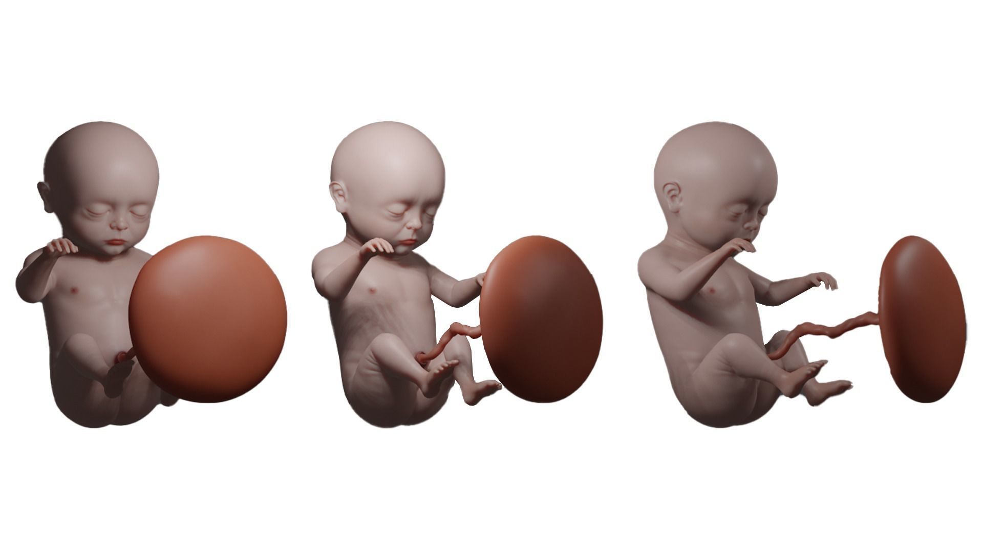 Fetal Development Stages - Human embryonic 3D model | CGTrader