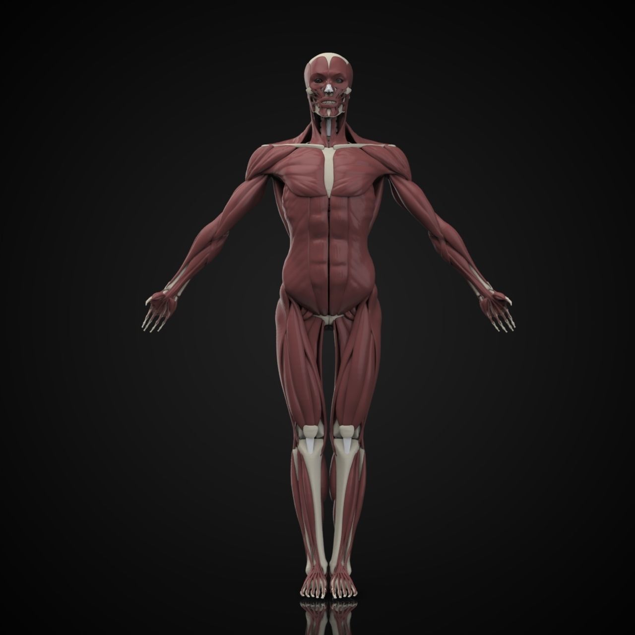 Human Anatomy 3D Atlas Bones Muscles skin 3D model | CGTrader