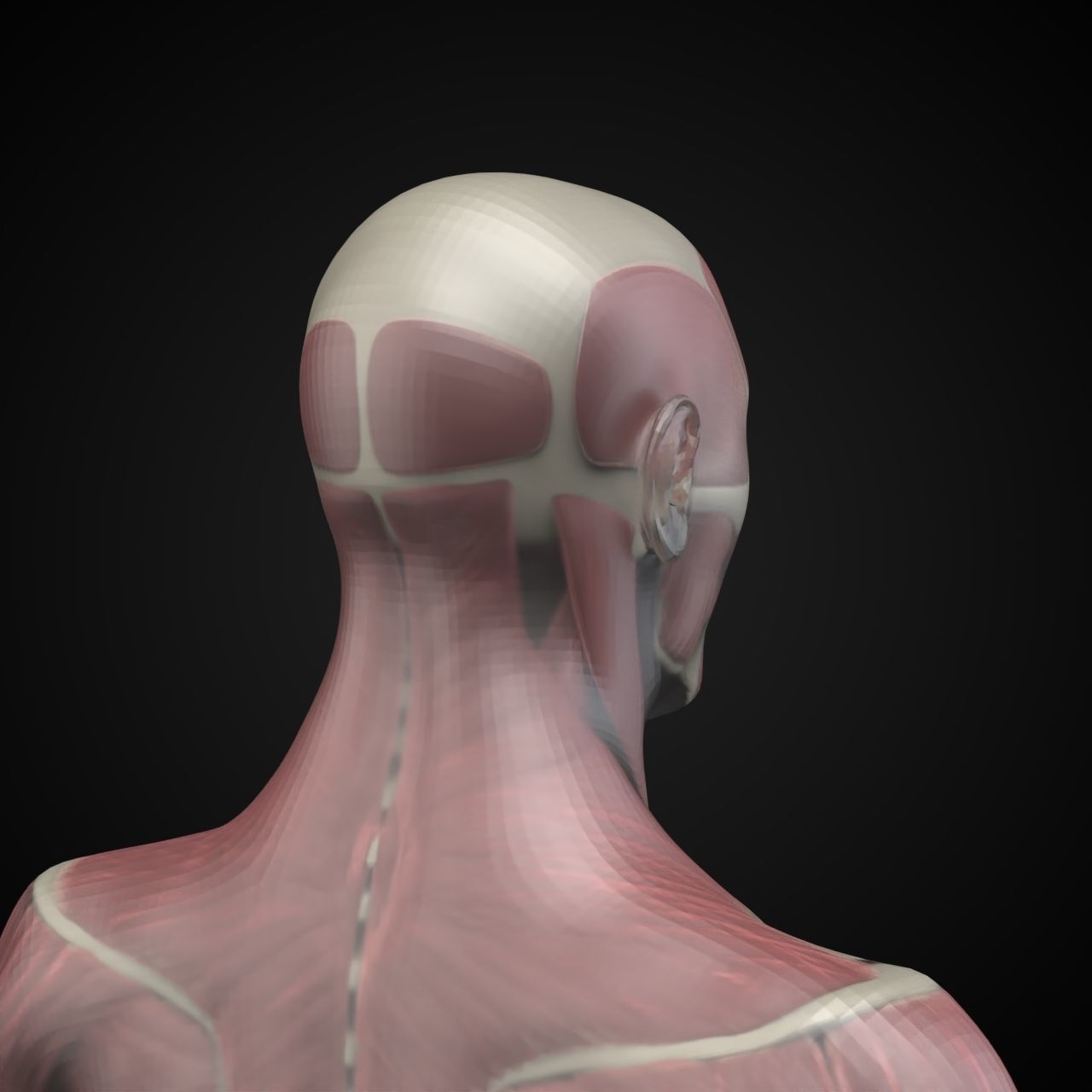 Human Anatomy 3D Atlas Bones Muscles skin 3D model | CGTrader