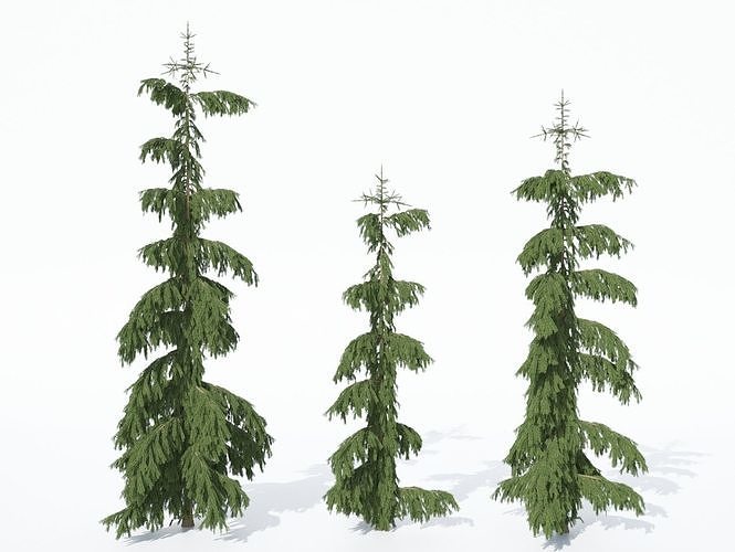 Coniferous trees 3D model | CGTrader