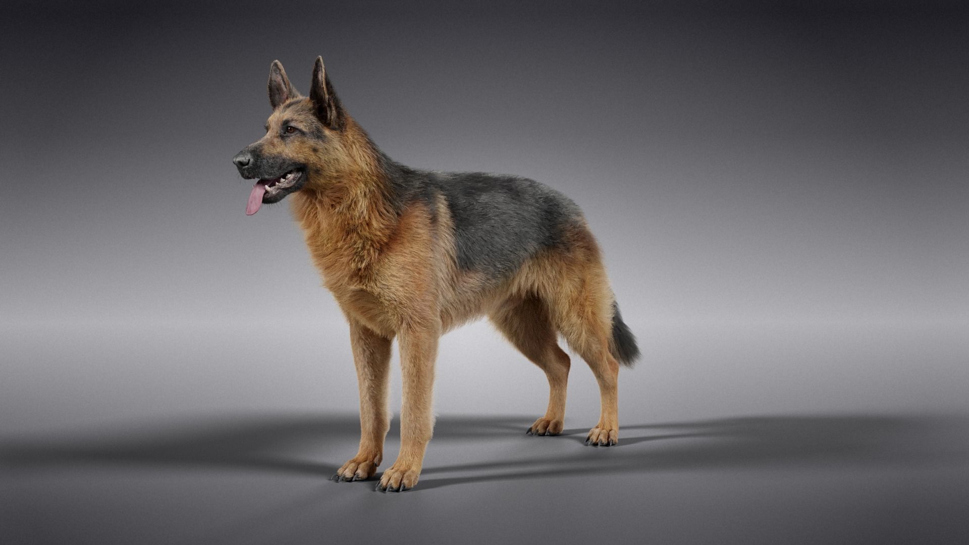 German Shepherd Animated 3D model animated rigged | CGTrader