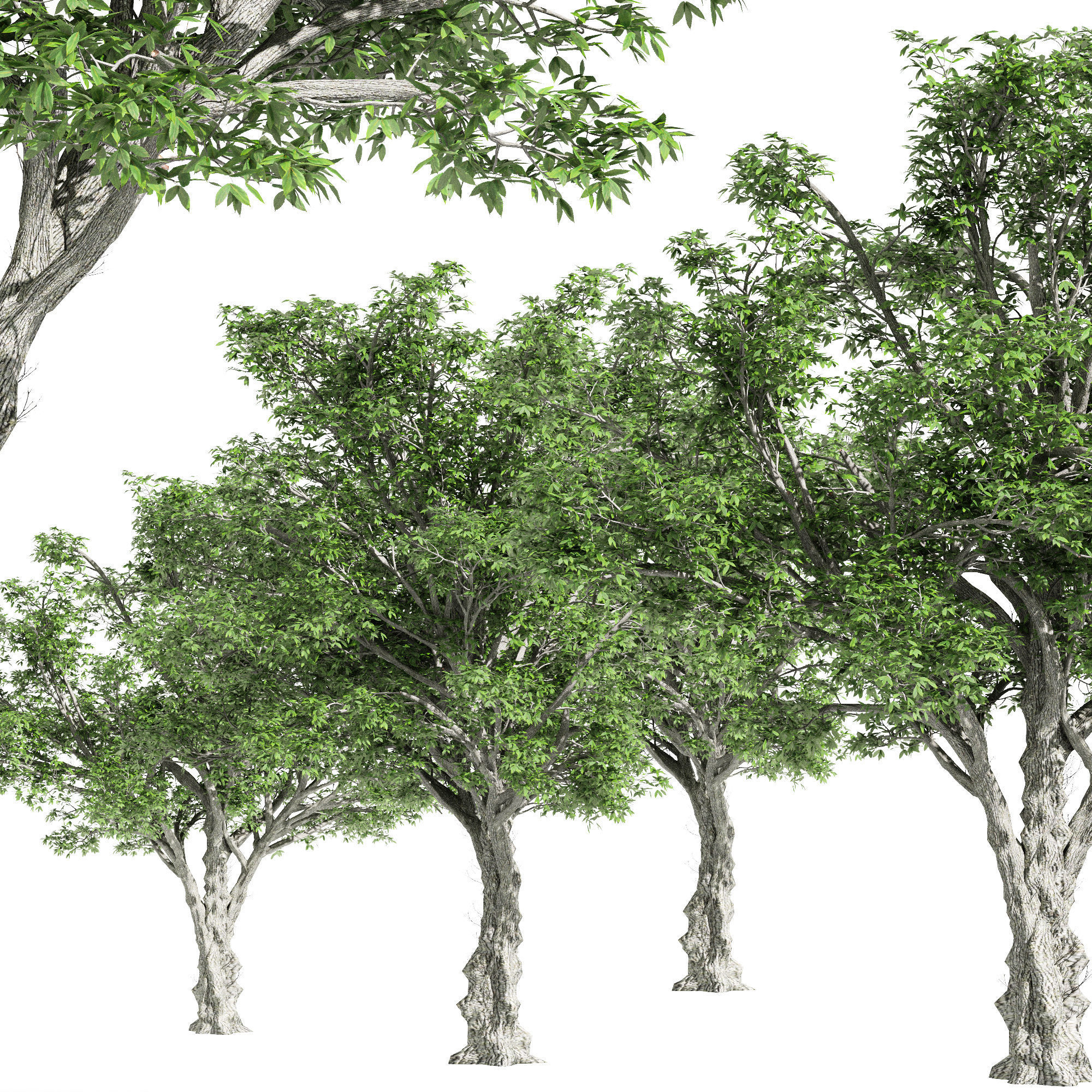 American Elm tree free 3D model | CGTrader