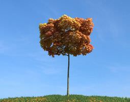 Single Autumn Tree 3D Model | CGTrader.com