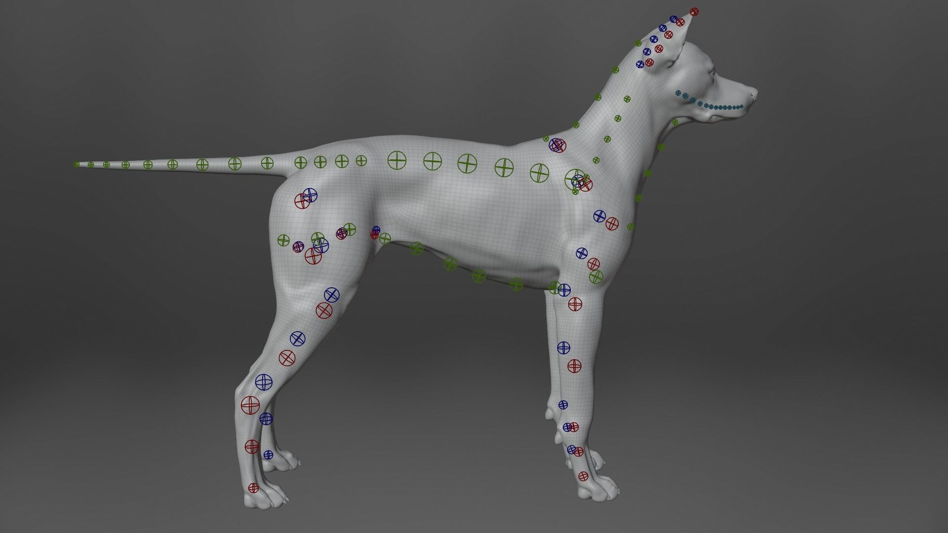 Akita Dog Animated VFX Grace 3D model animated rigged | CGTrader