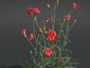 Carnation VFX Grace 3D model | CGTrader