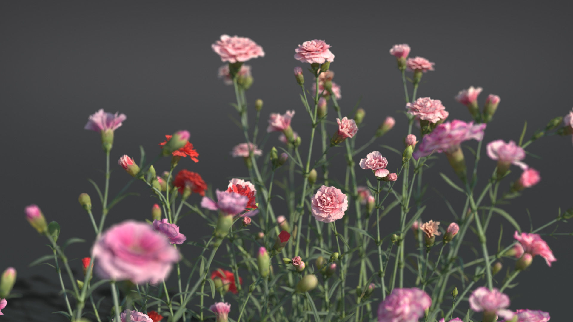 Carnation VFX Grace 3D model | CGTrader