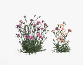 Carnation 3D Models | CGTrader