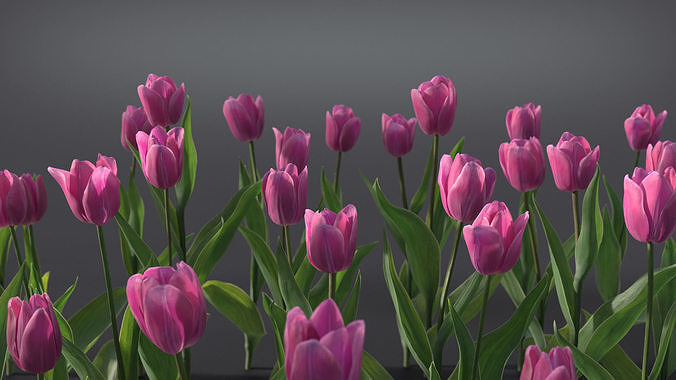 Tulip VFX Grace 3D model | CGTrader