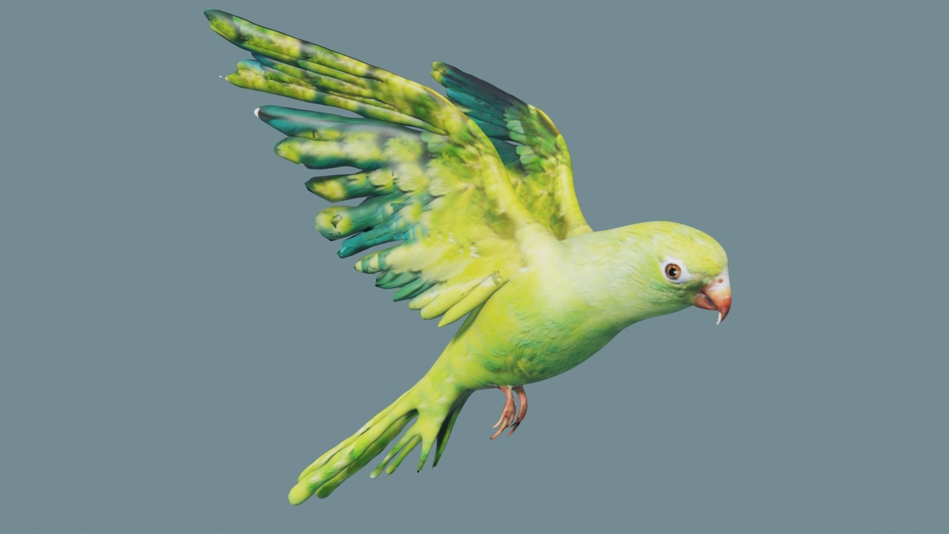 3D model parrot parakeet flying in sky VR / AR / low-poly | CGTrader