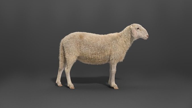 Assaf Sheep03 With 4 Animations VFX Grace 3D model animated rigged ...