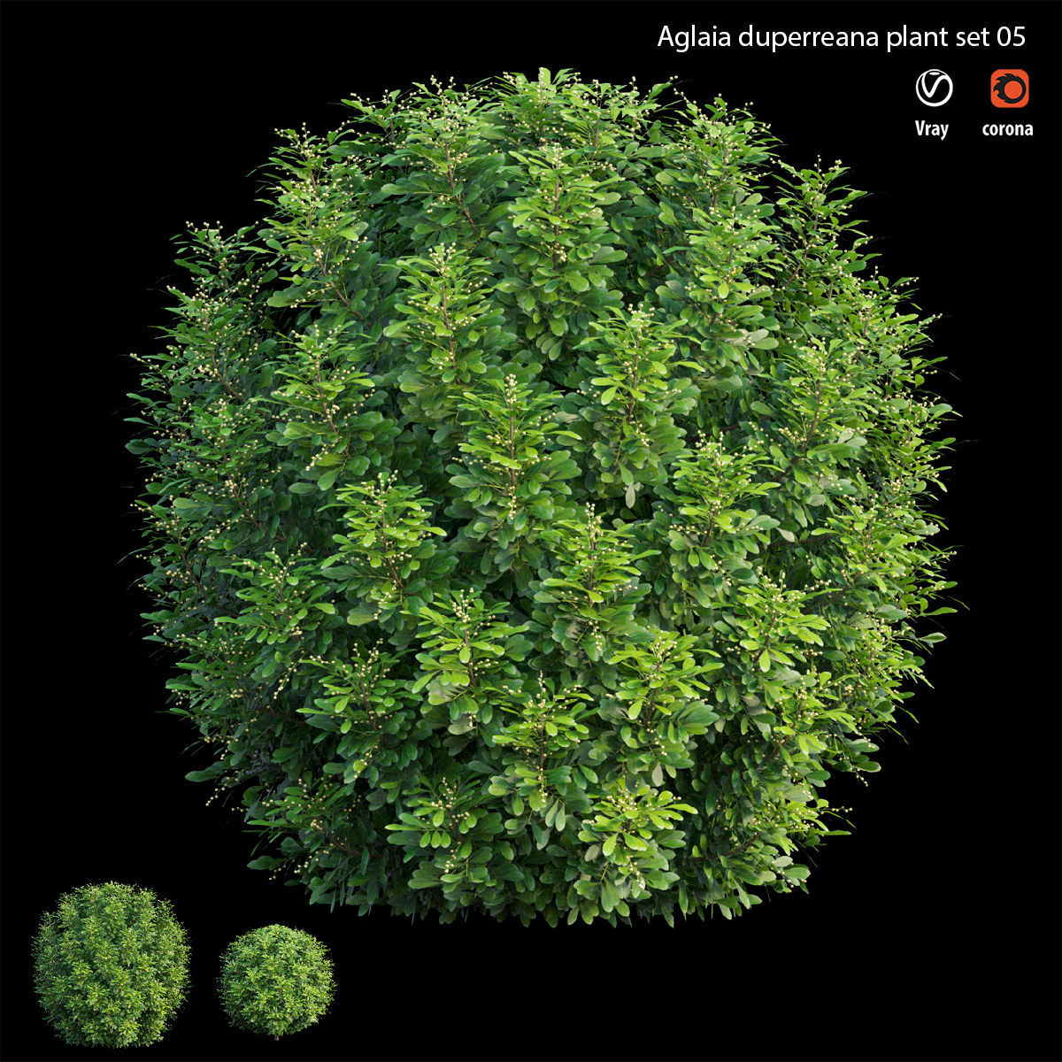 Aglaia duperreana plant set 05 3D model | CGTrader