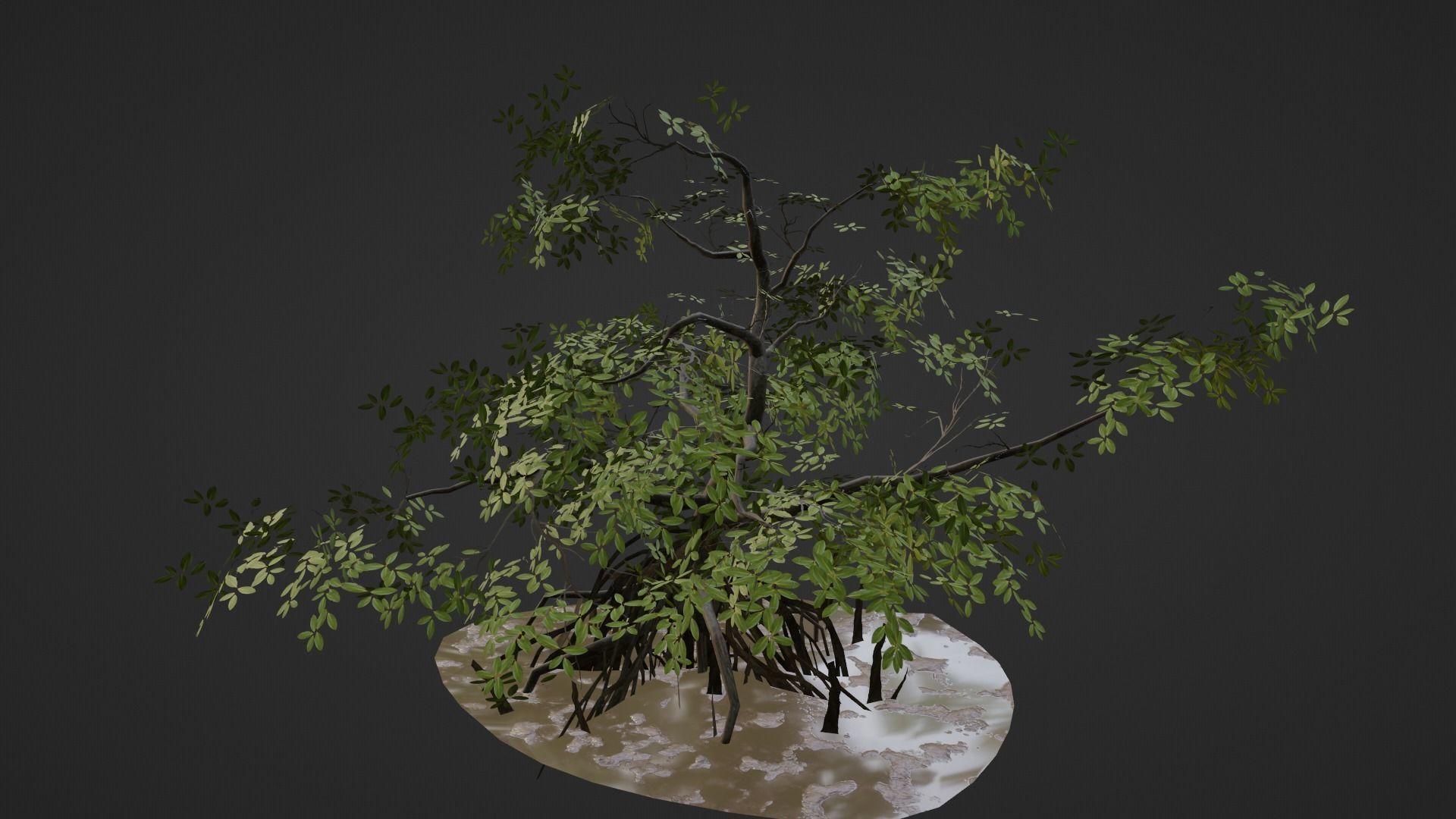 3D model Mangrove Tree VR / AR / low-poly | CGTrader