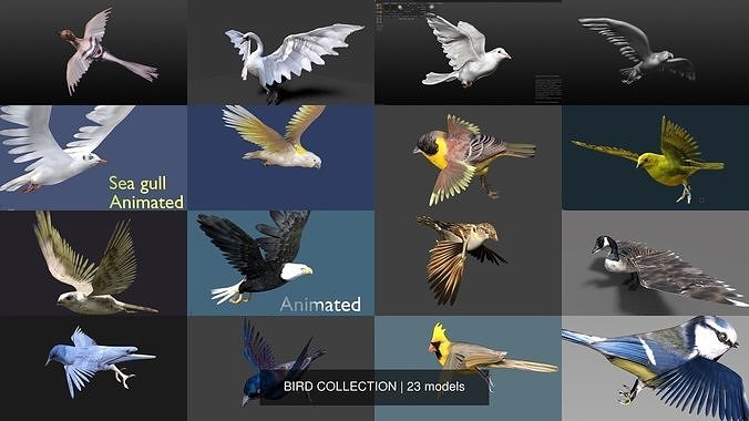 BIRD COLLECTION parrot flying in air VR / AR / low-poly | CGTrader
