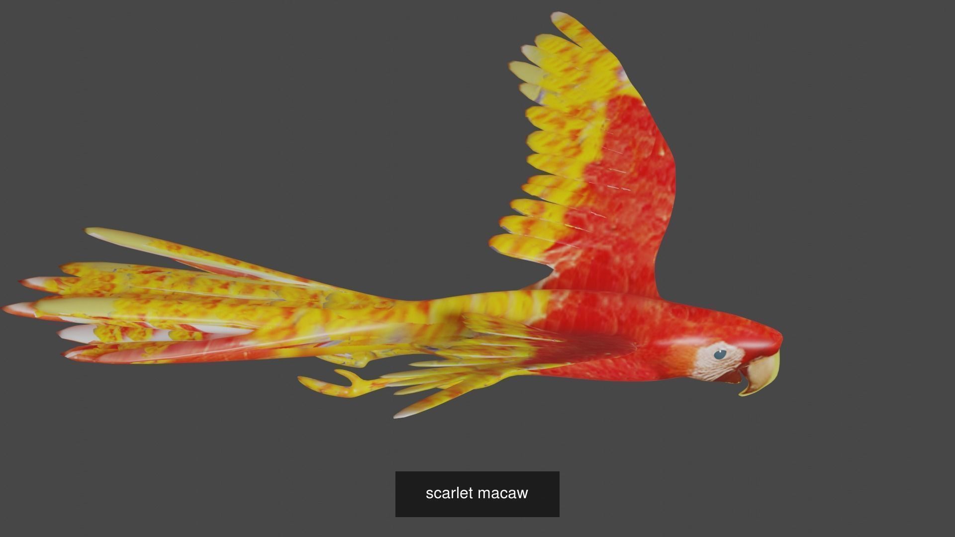 BIRD COLLECTION | CGTrader