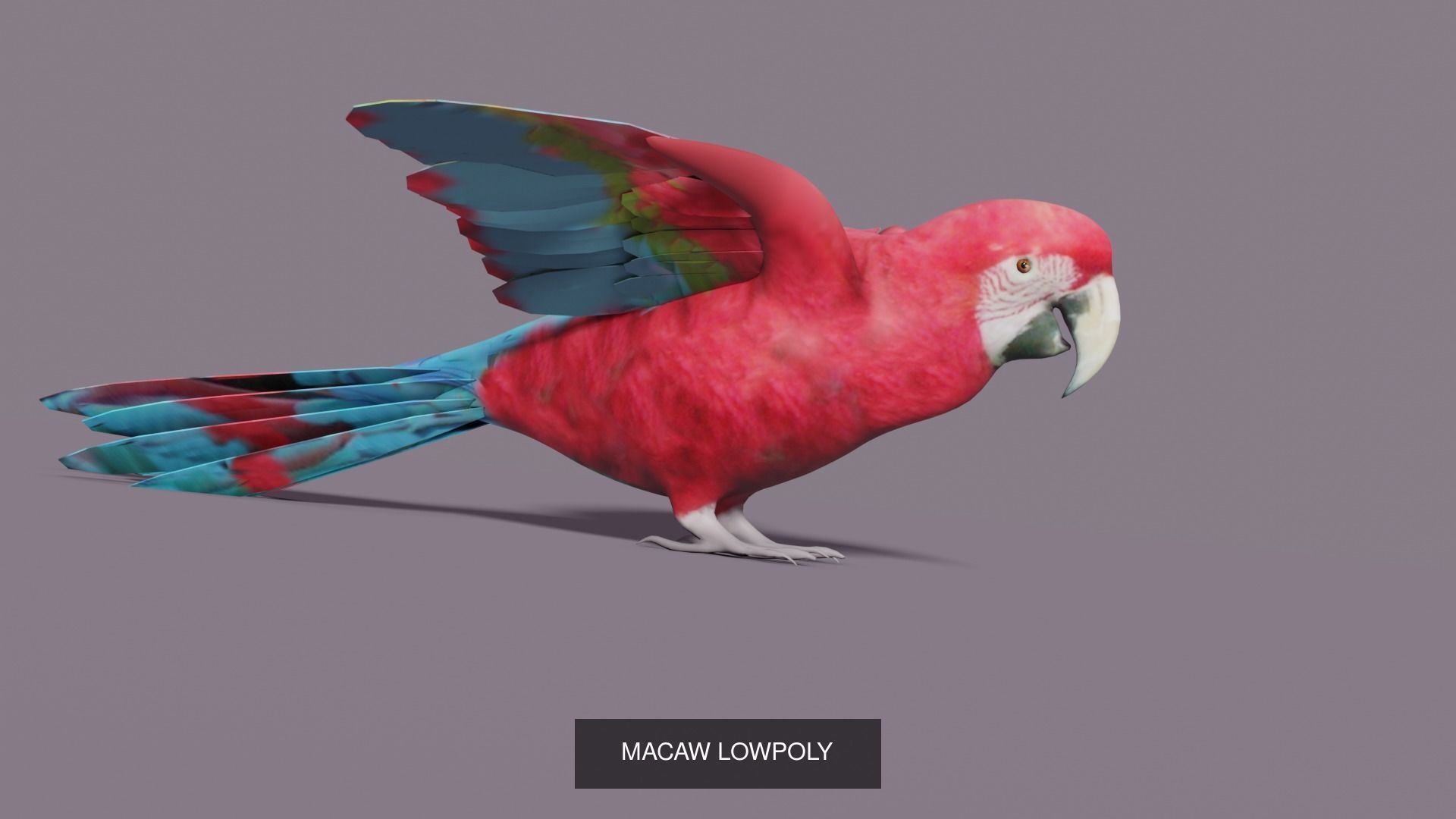 BIRD COLLECTION | CGTrader