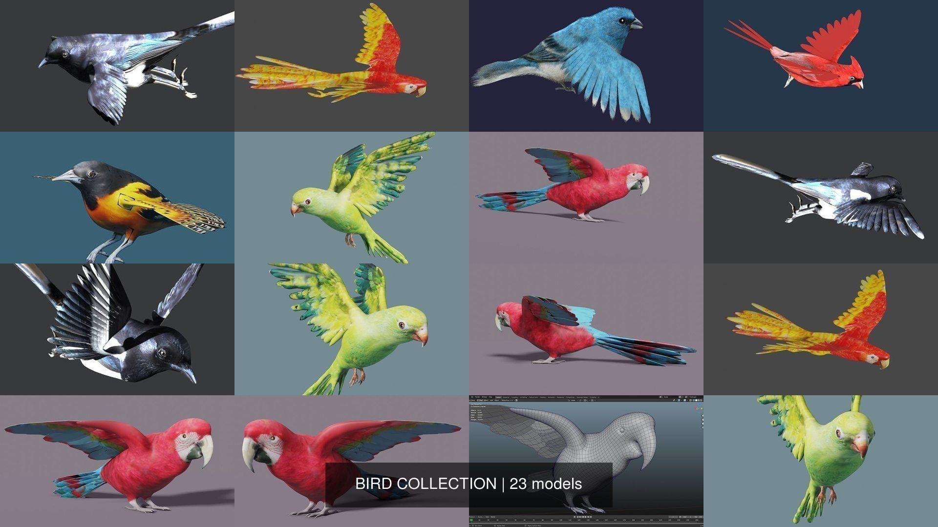 BIRD COLLECTION | CGTrader