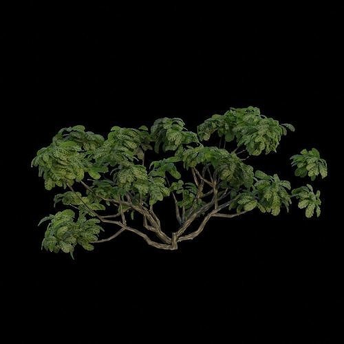 realistic tree 3D model | CGTrader