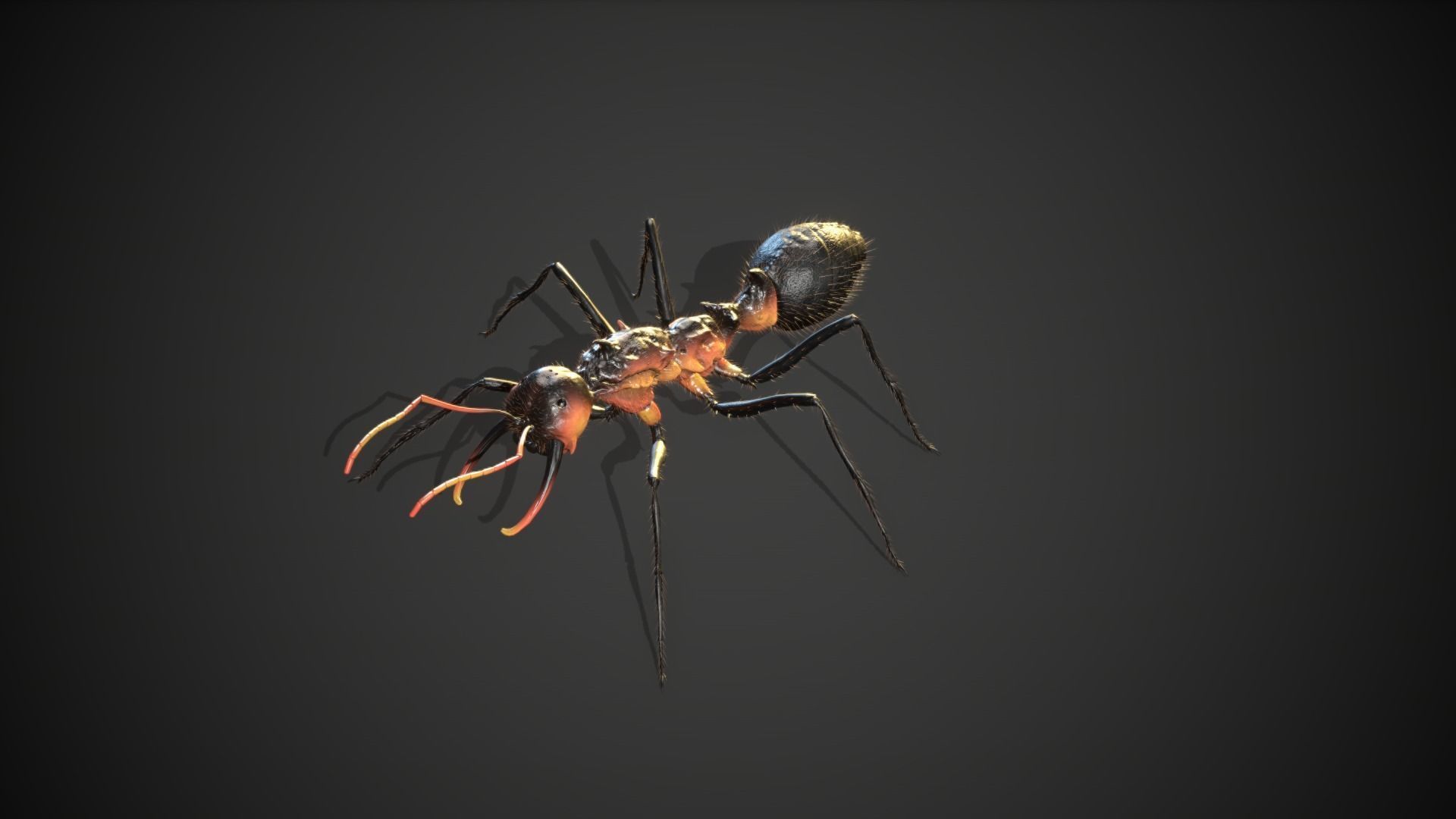 3D model Low poly Model of the character Ant Soldier VR / AR / low-poly ...