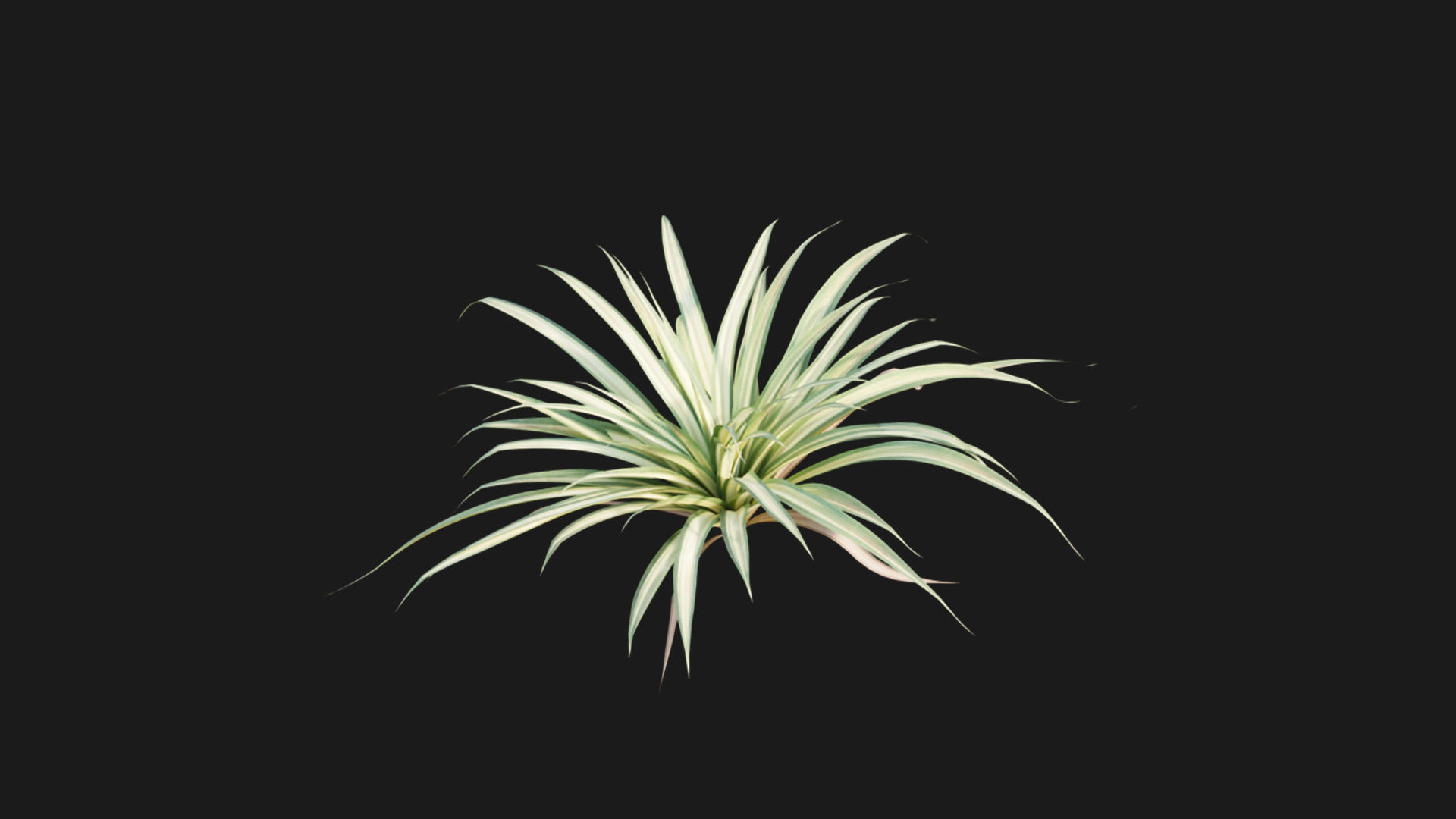 Pandanus baptistii - Variegated Dwarf Pandanus 3D model | CGTrader