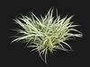 Pandanus baptistii - Variegated Dwarf Pandanus 3D model | CGTrader
