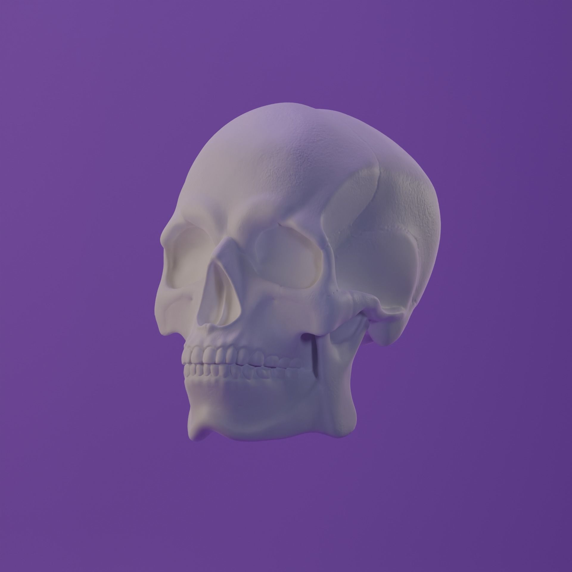 Skull anatomy 3D model | CGTrader