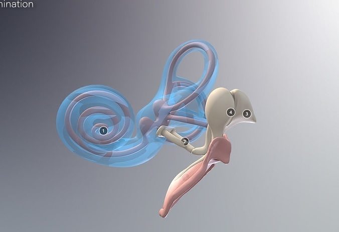 3D model Ear Anatomy VR / AR / low-poly | CGTrader