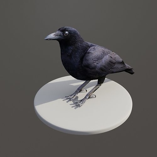 3D model Low poly crow VR / AR / low-poly | CGTrader