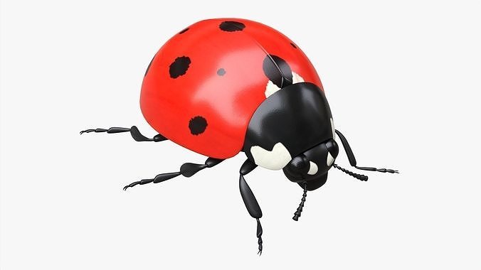 Ladybug 3D model | CGTrader