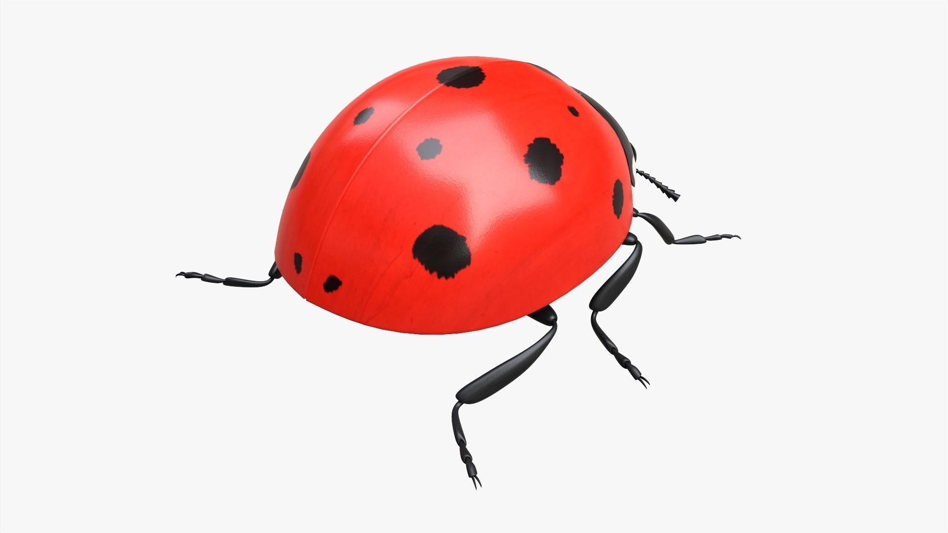 Ladybug 3D model | CGTrader