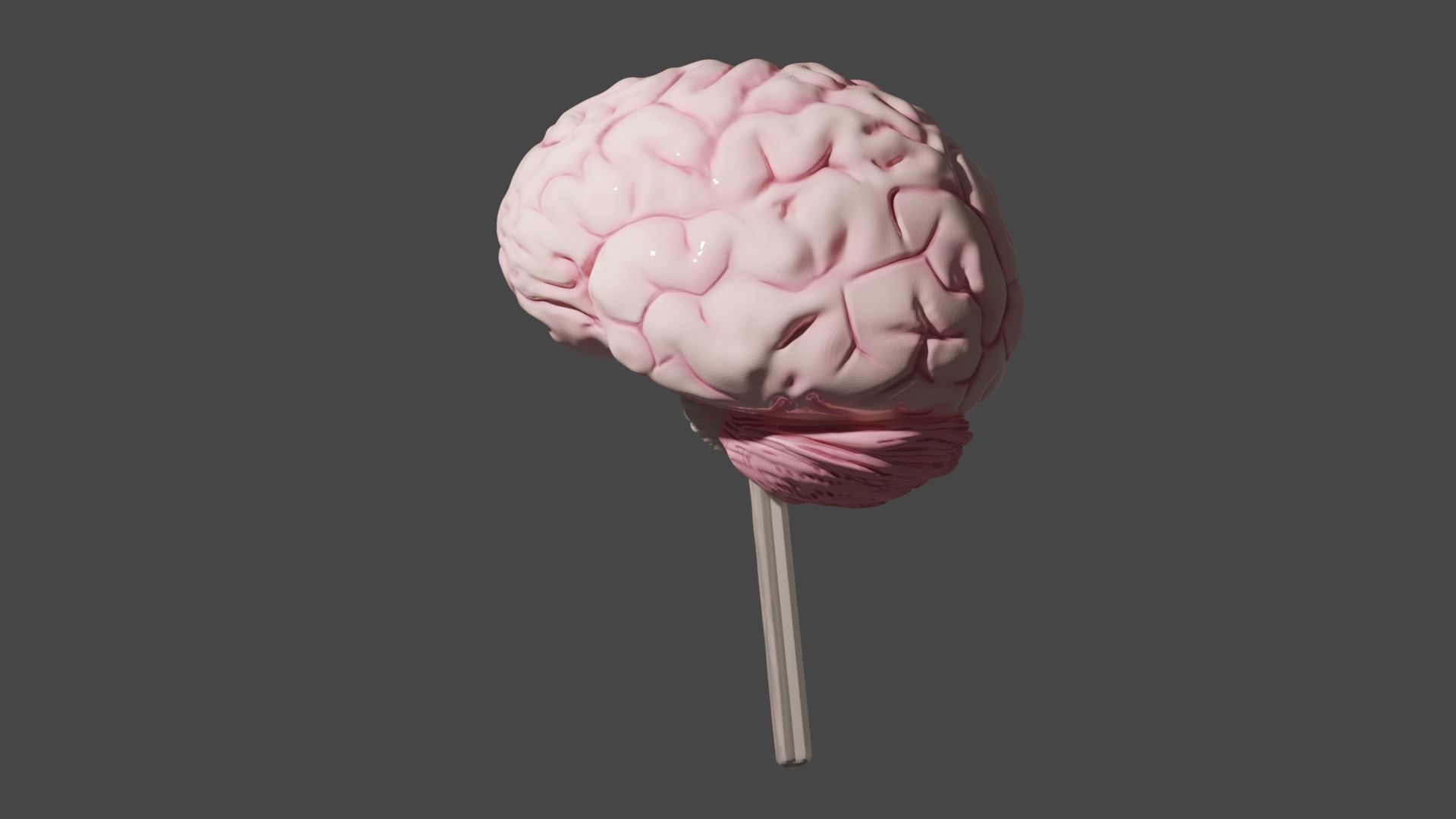 Human Brain 3D model | CGTrader