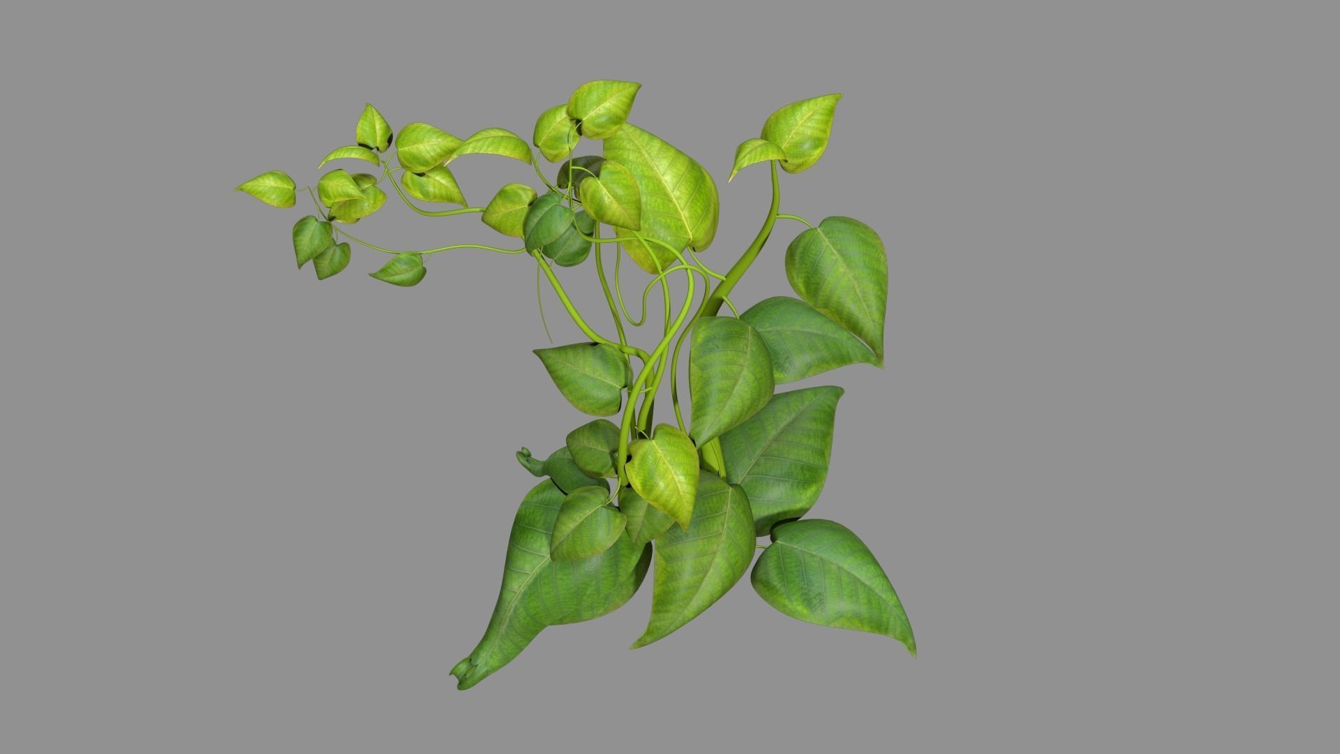 BushA 3D model | CGTrader