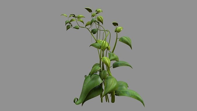 BushA plant 3D model | CGTrader