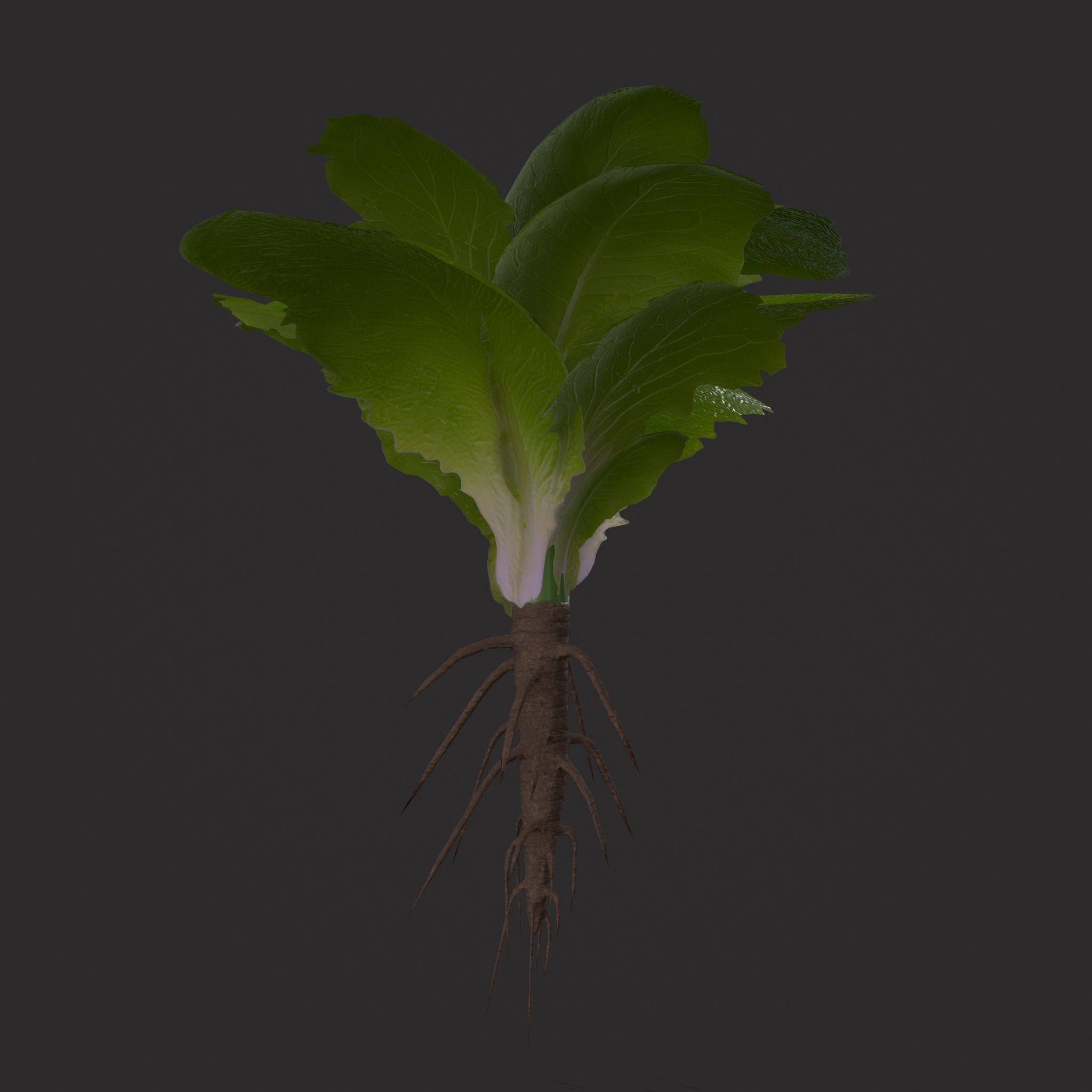 3D model Farmers Crop Row Lettuce VR / AR / low-poly | CGTrader