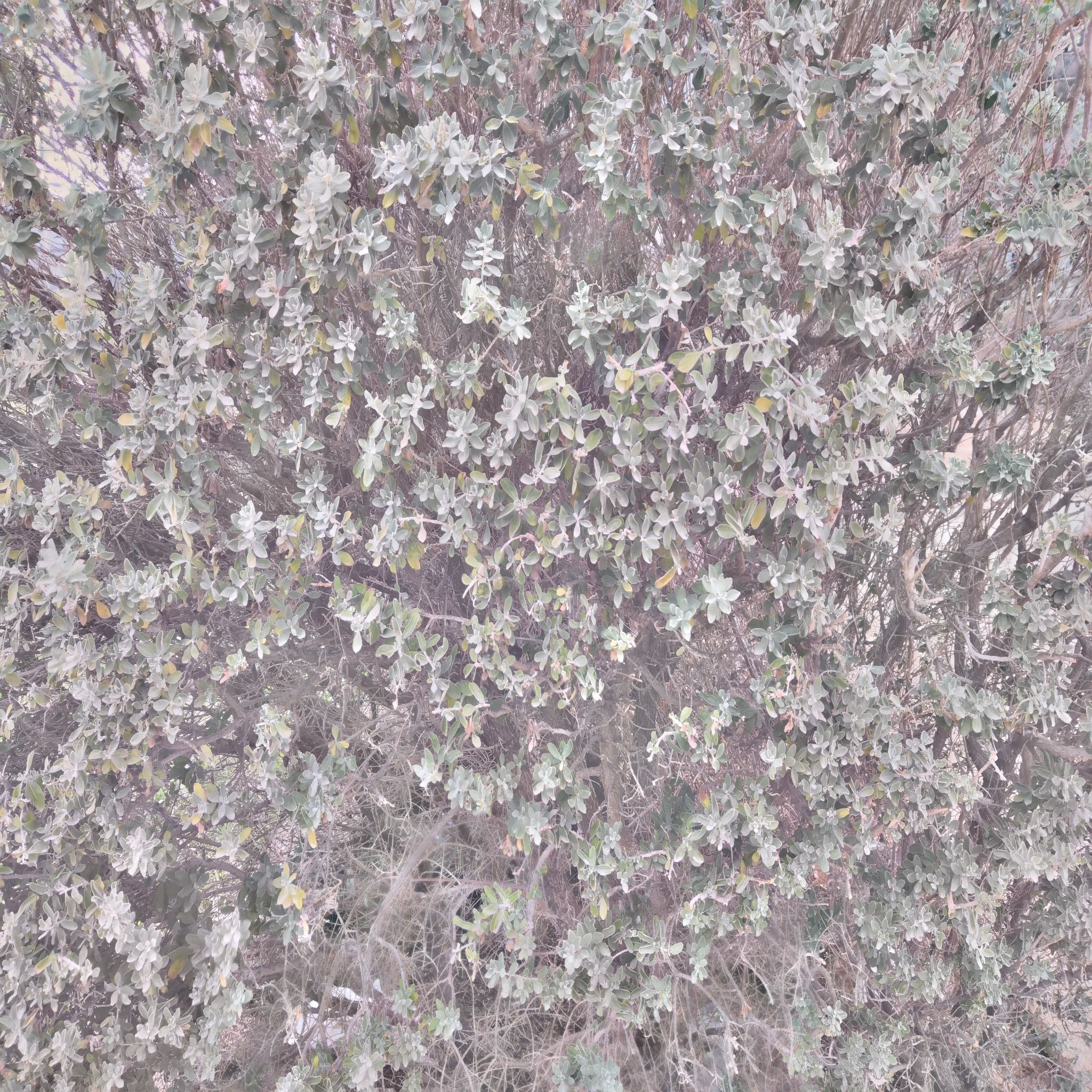 Photo Realistic Bush 3D Texture 3D model | CGTrader