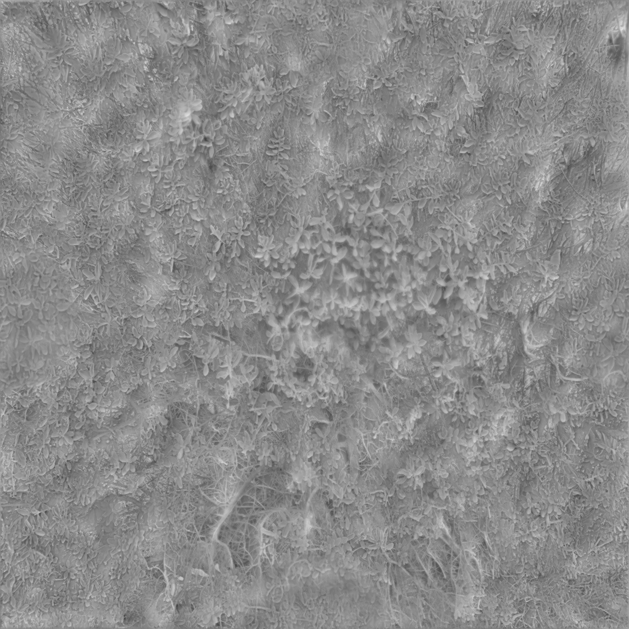 Photo Realistic Bush 3D Texture 3D model | CGTrader