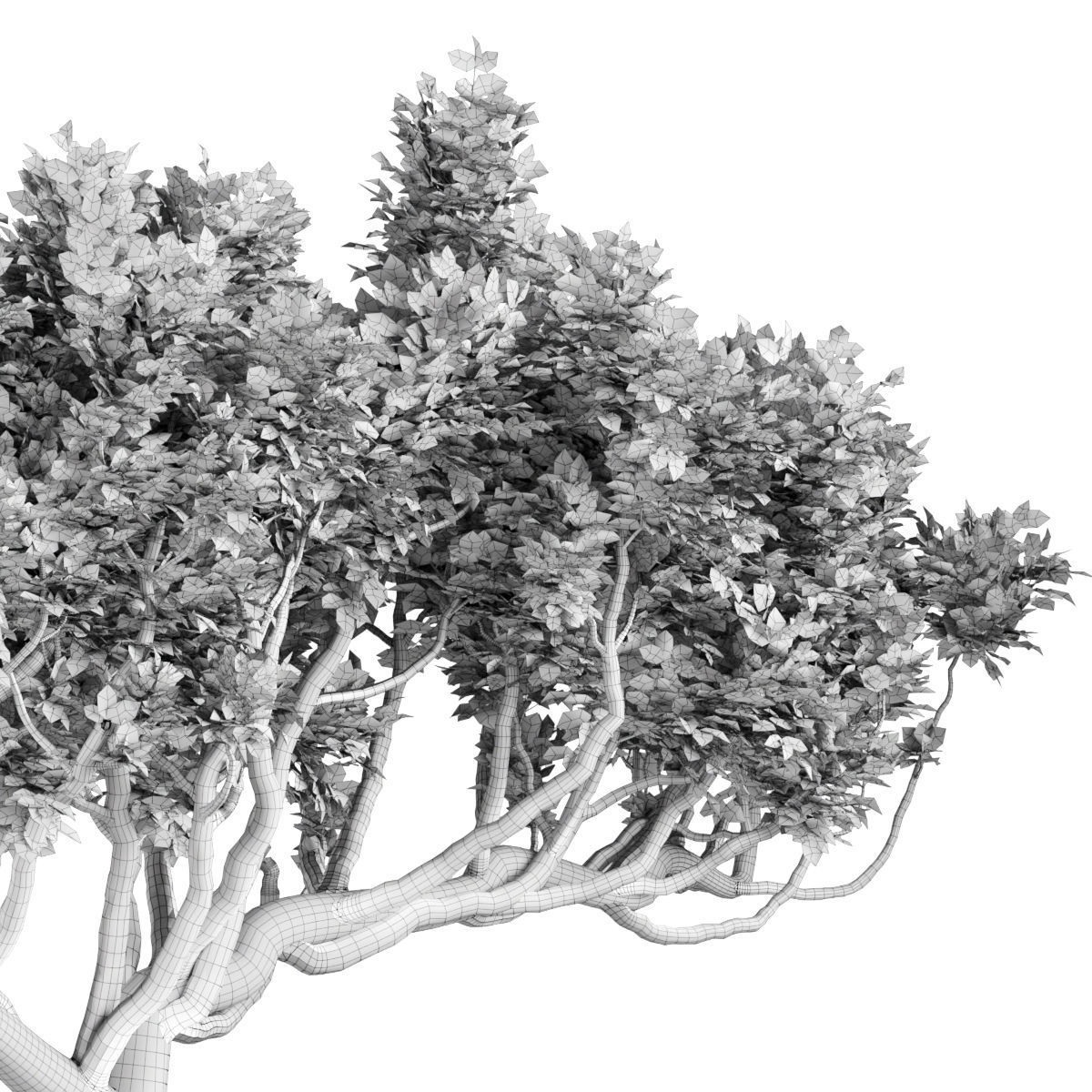 Australian trees collection vol 29 3D model | CGTrader
