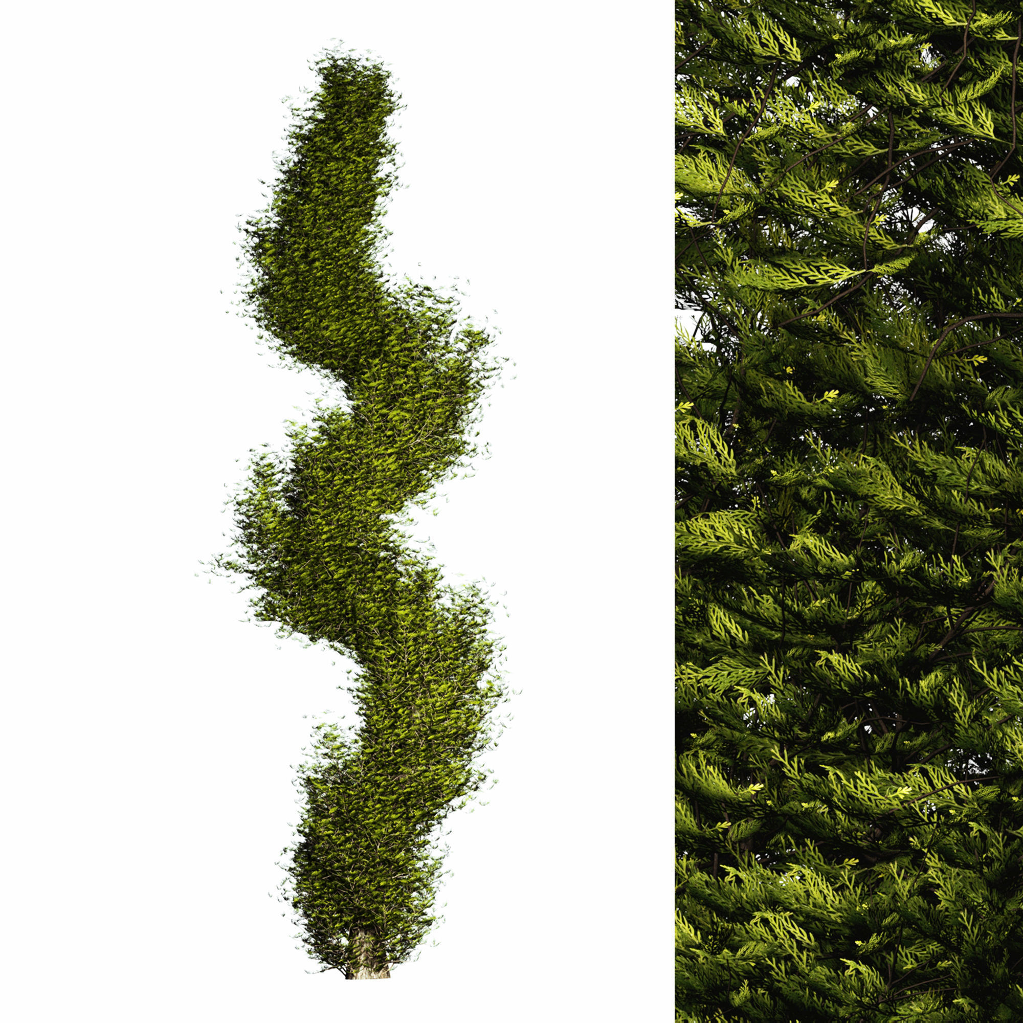 fut tree 3D model | CGTrader