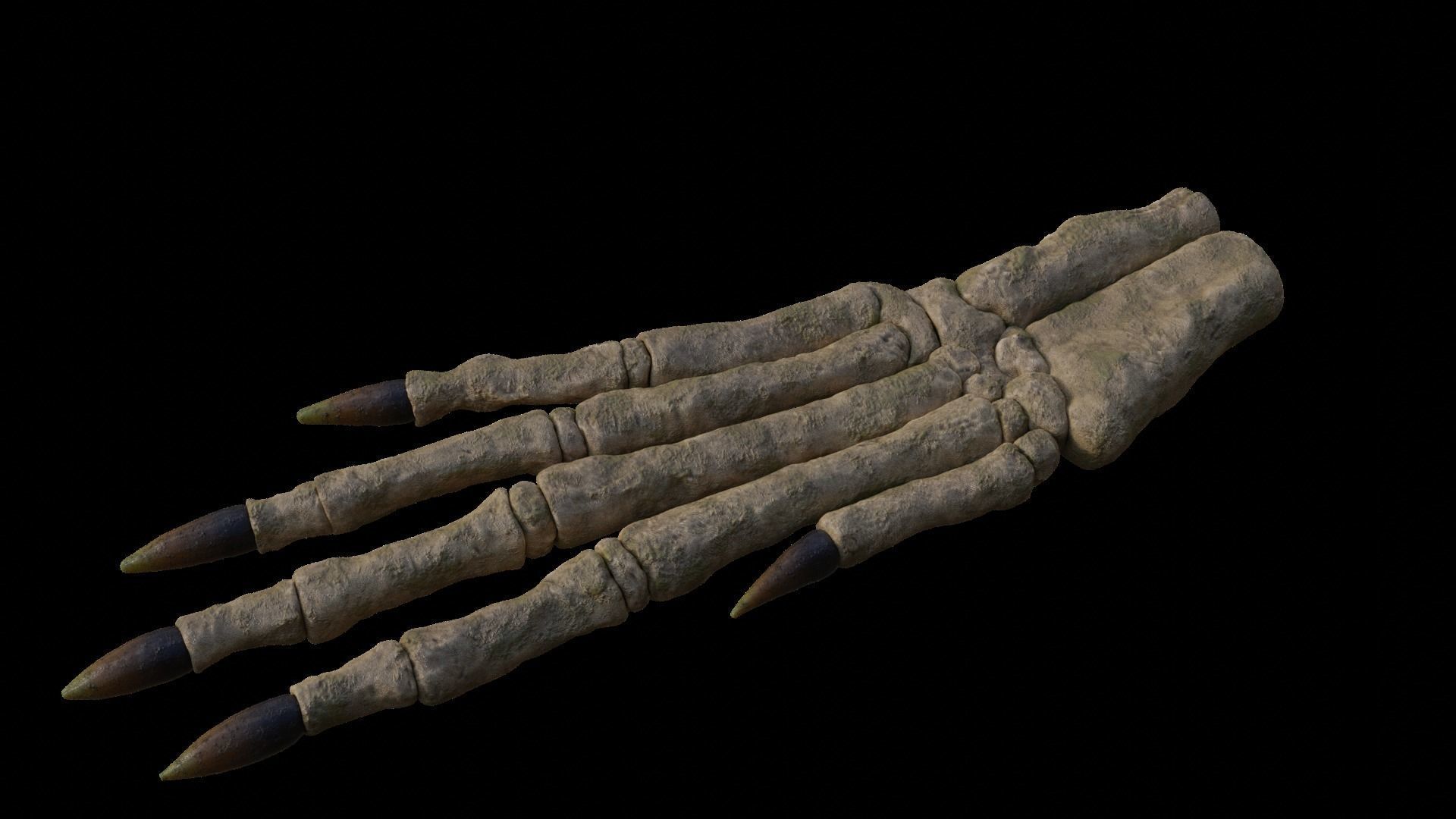Rabbit foot skeleton 3D model | CGTrader