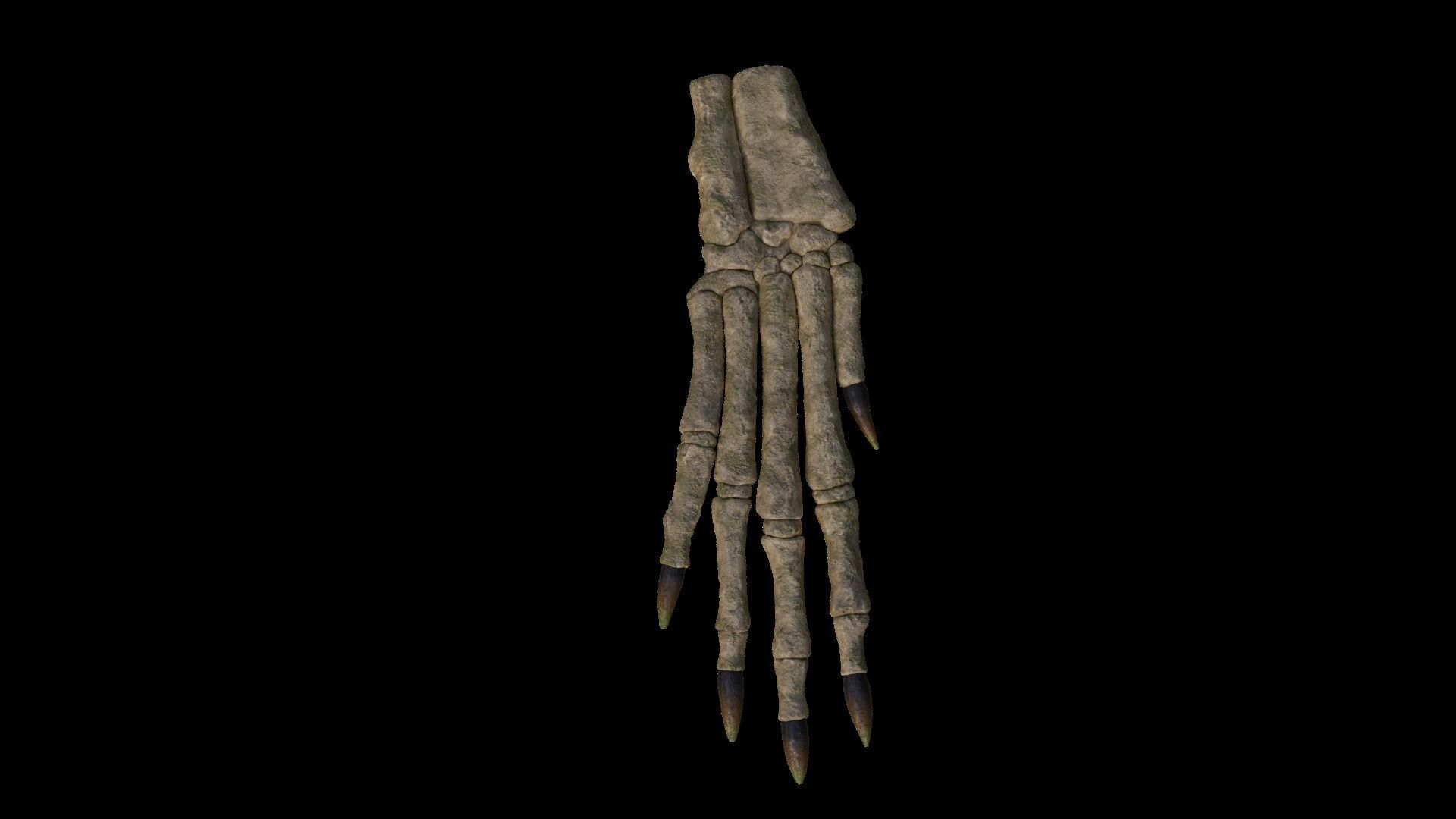 Rabbit foot skeleton 3D model | CGTrader
