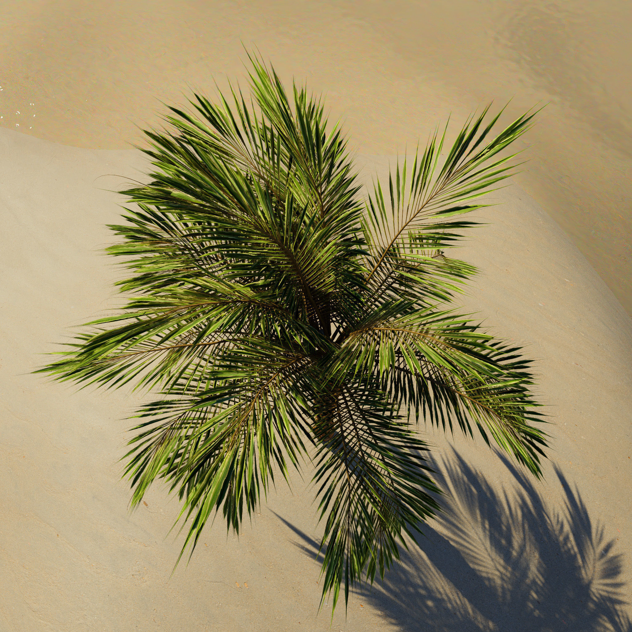 Simple Palm Tree 3D model | CGTrader