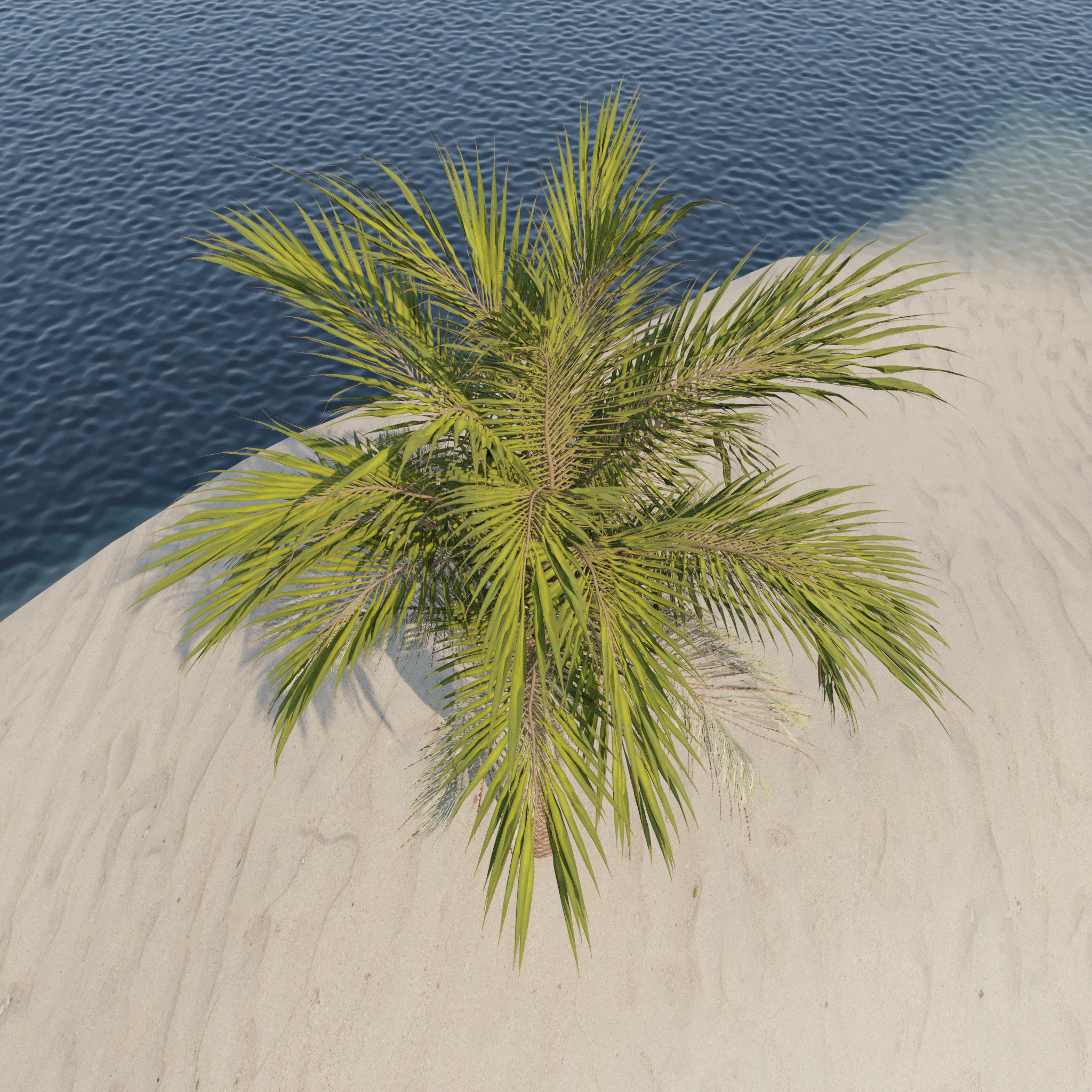 Palm tree with dead leaves 3D model | CGTrader