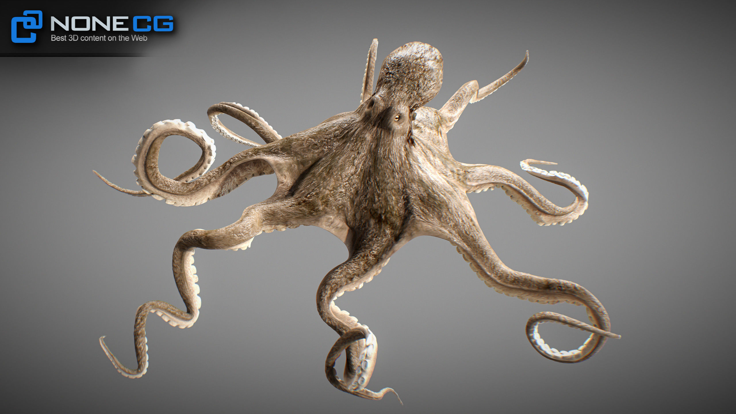 3D model Animated Octopus v2 VR / AR / low-poly rigged animated | CGTrader
