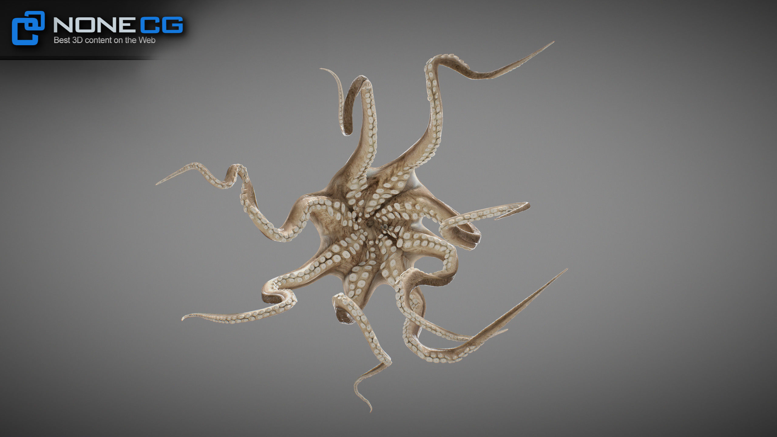 3D model Animated Octopus v2 VR / AR / low-poly rigged animated | CGTrader