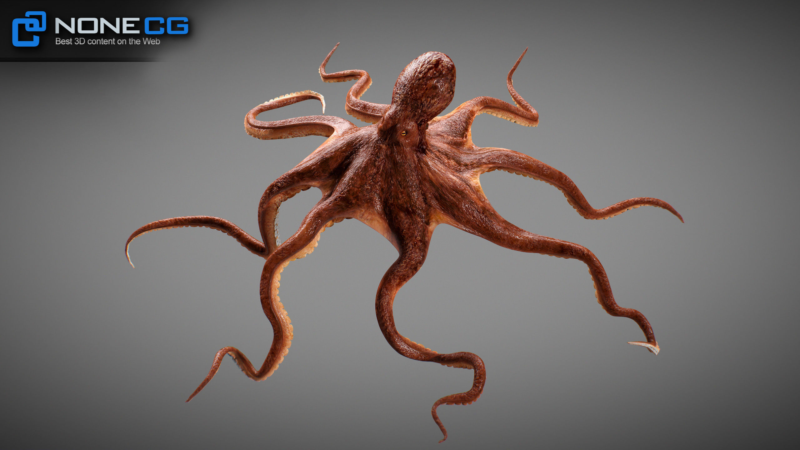 3D model Animated Octopus v2 VR / AR / low-poly rigged animated | CGTrader
