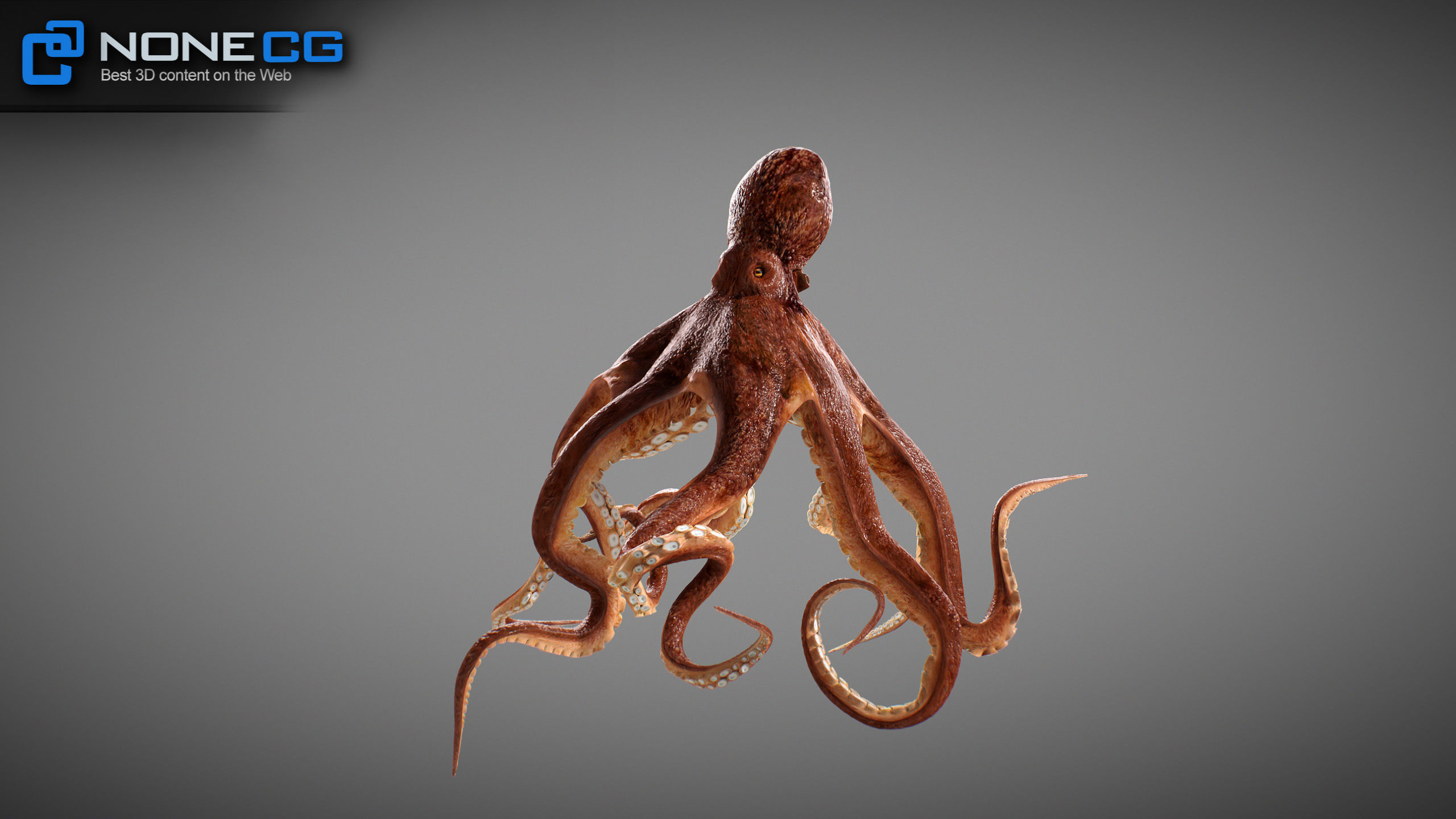 3D model Animated Octopus v2 VR / AR / low-poly rigged animated | CGTrader