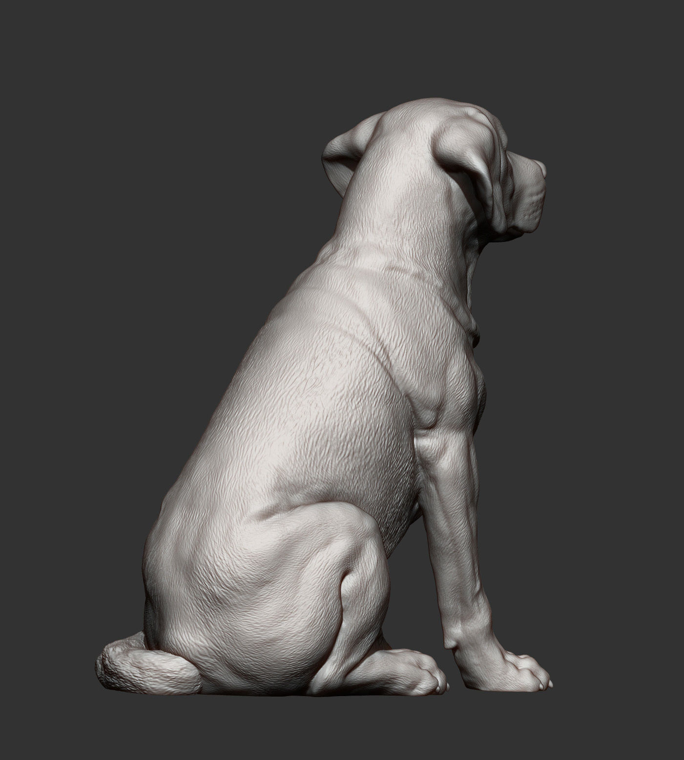 Labrador 3D model 3D printable | CGTrader