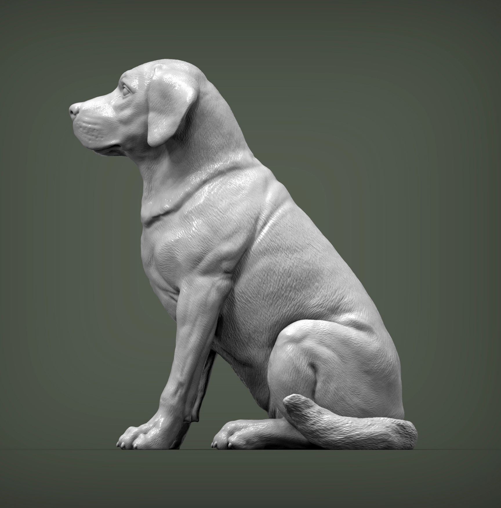 Labrador retriever 3D model 3D printable | CGTrader