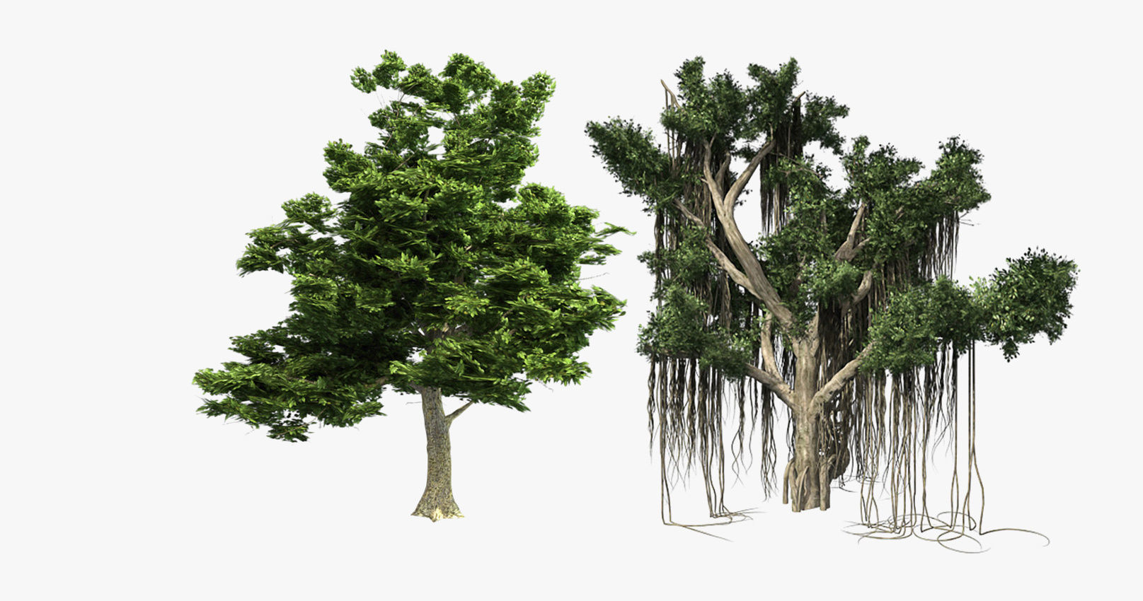 3D model American Sycamore - Chinese Banyan Tree Bundle VR / AR / low ...
