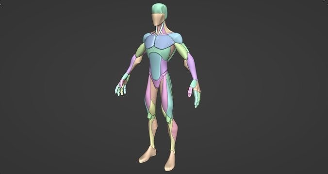 Stylized Male Anatomy Blockout V2 3D model | CGTrader